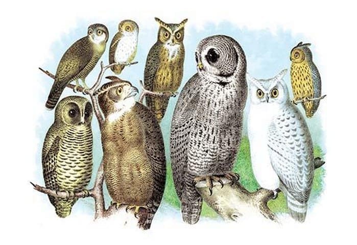 A Hoot Of Owls By Theodore Jasper - High Quality Prints On Paper Or ...