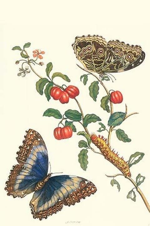 Barbados Cherry Tree with a Moth by Maria Sibylla Merian - Art Posters ...
