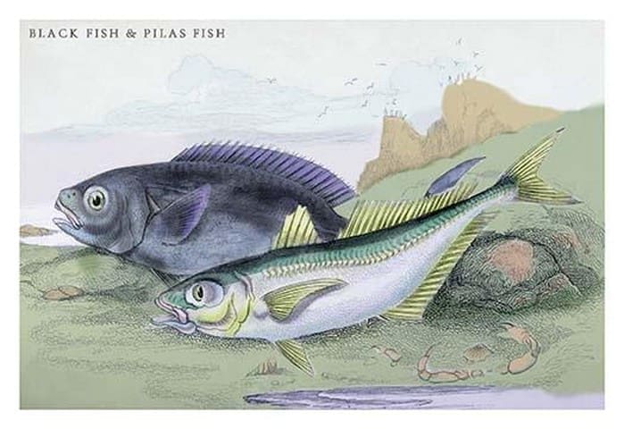 Blackfish And Pilas Fish By Robert Hamilton - High Quality Prints On ...