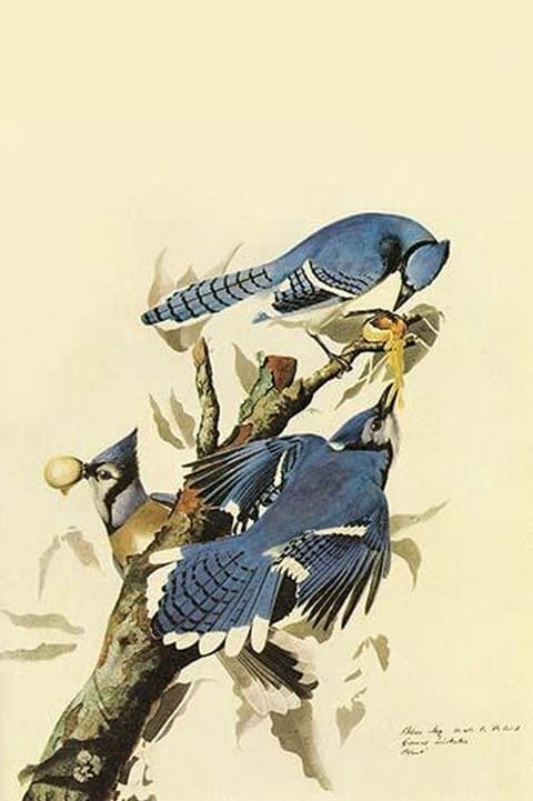 Blue Jay by John James Audubon - Art Posters or Prints on Paper or ...