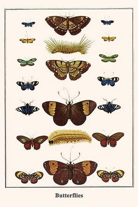 Butterflies by Albertus Seba - Art Posters or Prints on Paper or Canvas ...