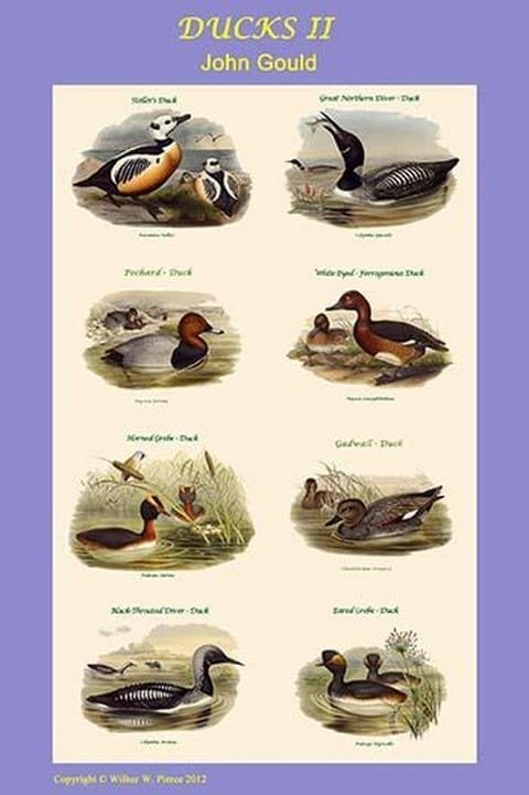 Duck Composite Vertical Classroom Poster II by John Gould - Art Posters ...