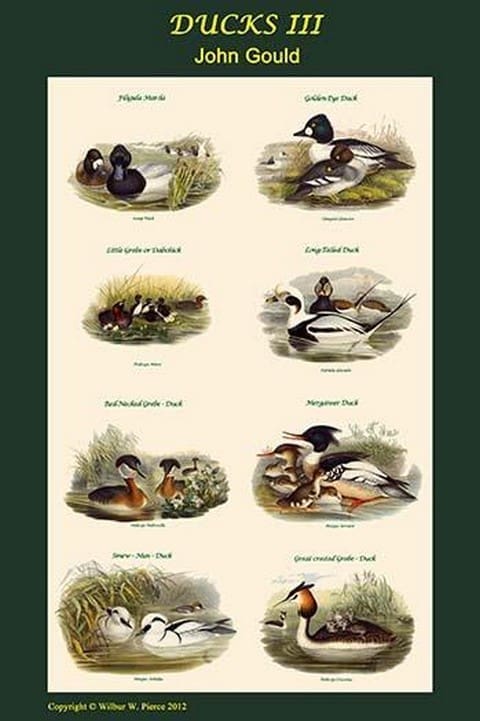 Duck Composite Vertical Classroom Poster III by John Gould - Art ...