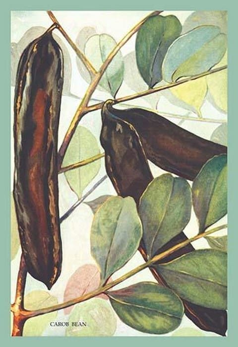 Carob Bean - Art Posters or Prints on Paper or Canvas - Vintage Image Shop