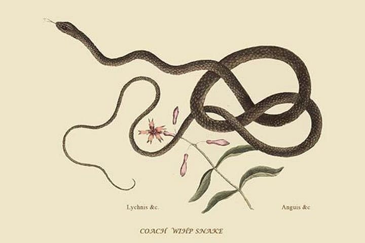 Coach Whip Snake by Mark Catesby #2 - Vintage Image Shop