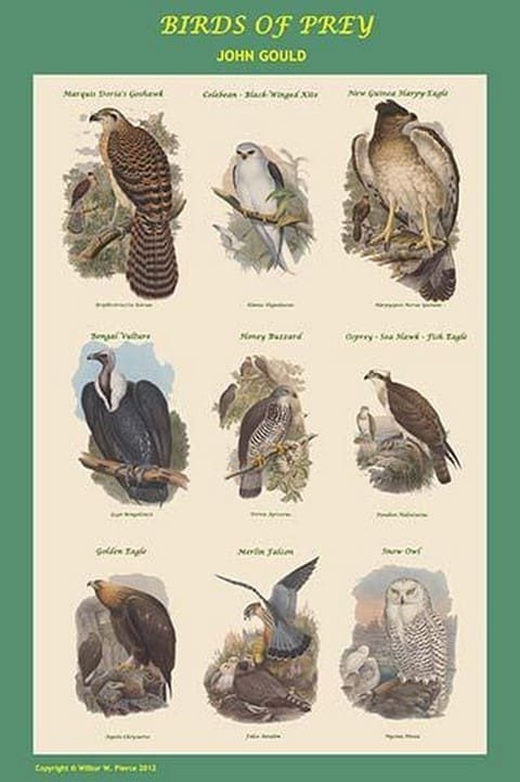 Composite Vertical Birds Of Prey By John Gould - High Quality Prints On ...