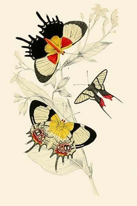 European Butterflies & Moths by James Duncan - Art Posters or Prints on ...