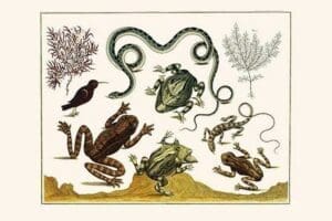Frogs, Lizards, Snakes, Birds and Plants By Albertus Seba - Vintage ...