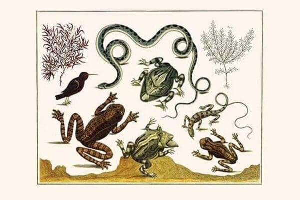Frogs, Lizards, Snakes, Birds and Plants By Albertus Seba - Vintage ...