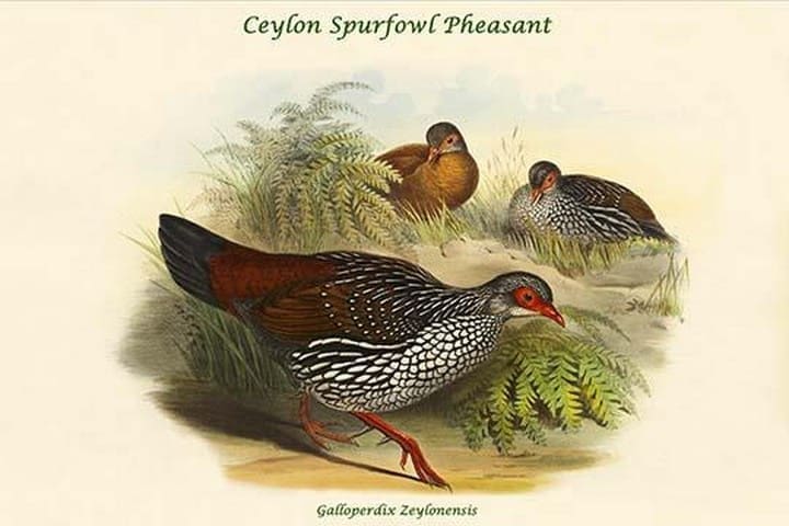 Galloperdix Zeylonensis - Ceylon Spurfowl Pheasant by John Gould - Art ...