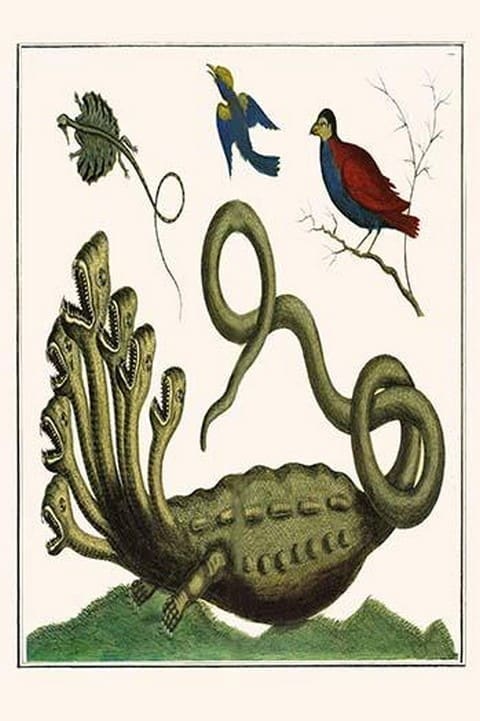 Hydra (Fantasy Creature) by Albertus Seba - Art Posters or Prints on ...