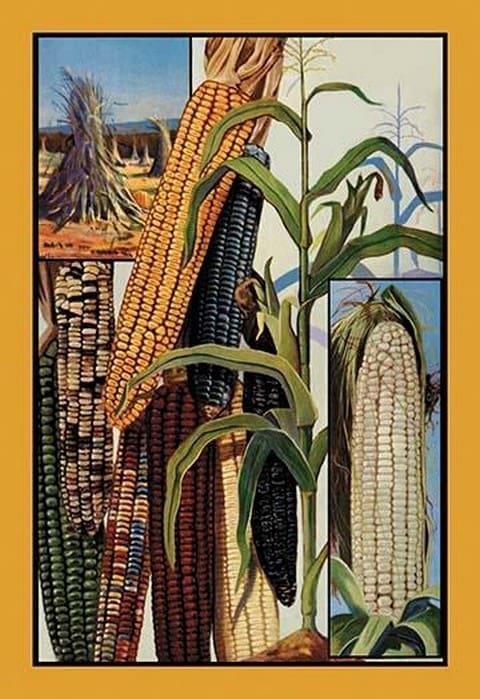 Indian Corn - High Quality Prints On Paper Or Canvas From Vintage Image ...