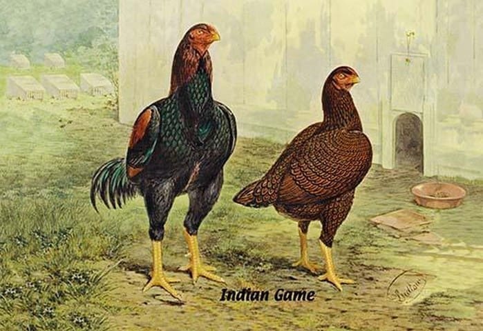 Indian Game (Chickens) - Art Posters or Prints on Paper or Canvas ...