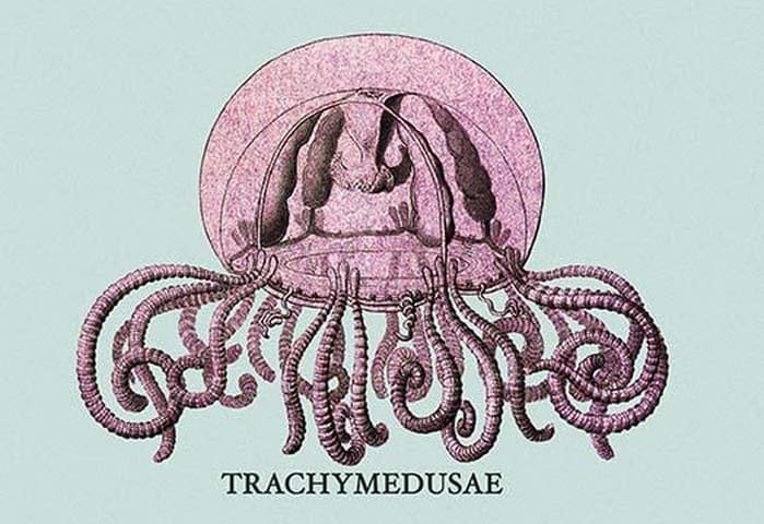 Jellyfish: Trachymedusae By Ernst Haeckel - High Quality Prints On ...