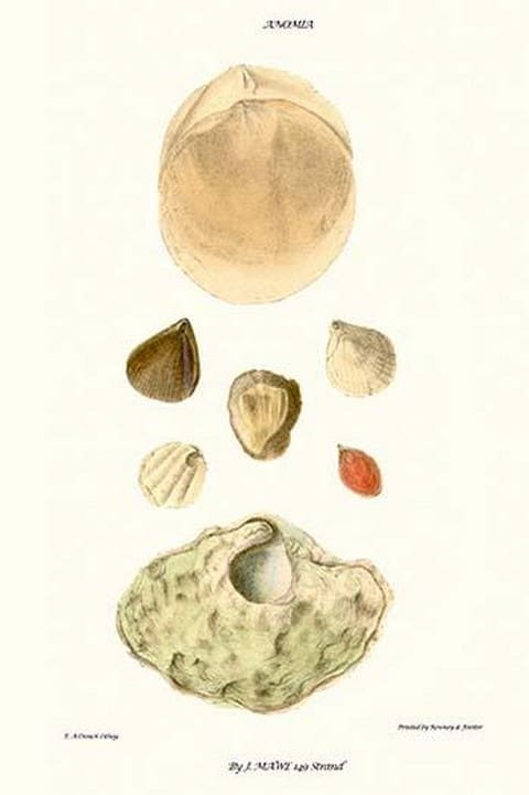 Lamp Shells By John Mawe - High Quality Prints On Paper Or Canvas From ...