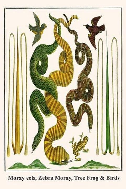 Moray Eels, Zebra Moray, Tree Frog & Birds by Albertus Seba - Art ...