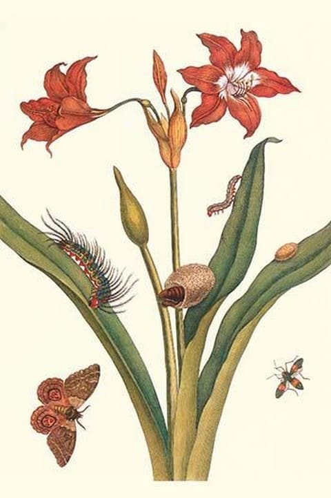 Nocturnal Moth Caterpillar On A Barbados Lilly And A Coreidae Bug By ...