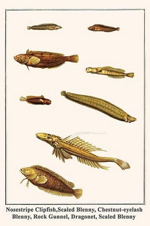 Nosestripe Clipfish,Scaled Blenny, Chestnut-eyelash Blenny, Rock Gunnel ...