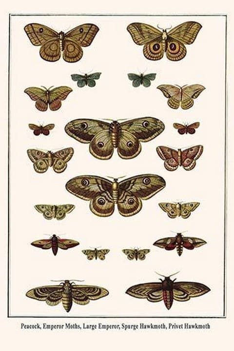 Peacock, Emperor Moths, Large Emperor, Spurge Hawkmoth, Privet Hawkmoth ...