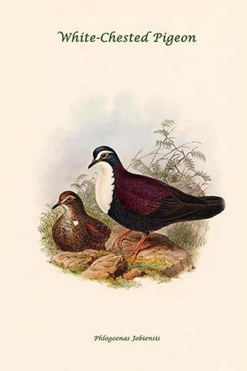 Phlogoenas Jobiensis - White-Chested Pigeon by John Gould - Art Posters ...
