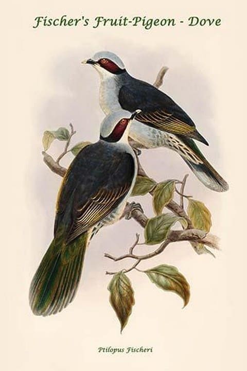 Ptilopus Fischeri - Fischer's Fruit-Pigeon - Dove By John Gould - High ...