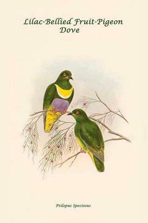 Ptilopus Speciosus - Lilac-Bellied Fruit-Pigeon - Dove by John Gould ...