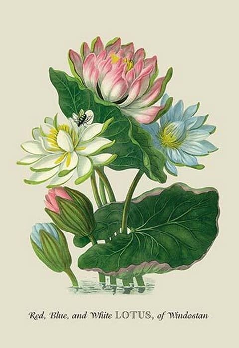 Red, Blue, and White Lotus of the Hindostan by James Forbes - Art ...