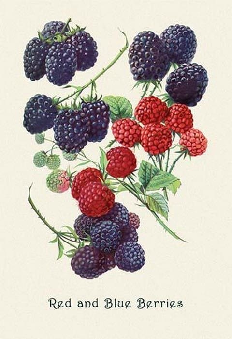 Red and Blue Berries - Art Posters or Prints on Paper or Canvas ...