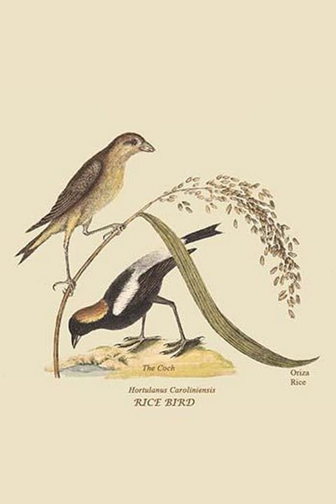Ricebird by Mark Catesby #2 - Art Posters or Prints on Paper or Canvas ...
