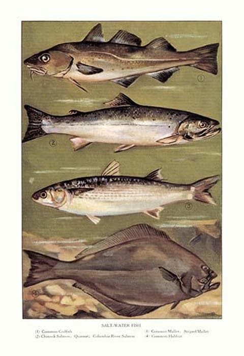 Saltwater Fish #2 - Art Posters or Prints on Paper or Canvas - Vintage ...