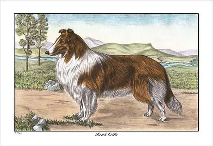 Scotch Collie By G. Reggio - High Quality Prints On Paper Or Canvas ...