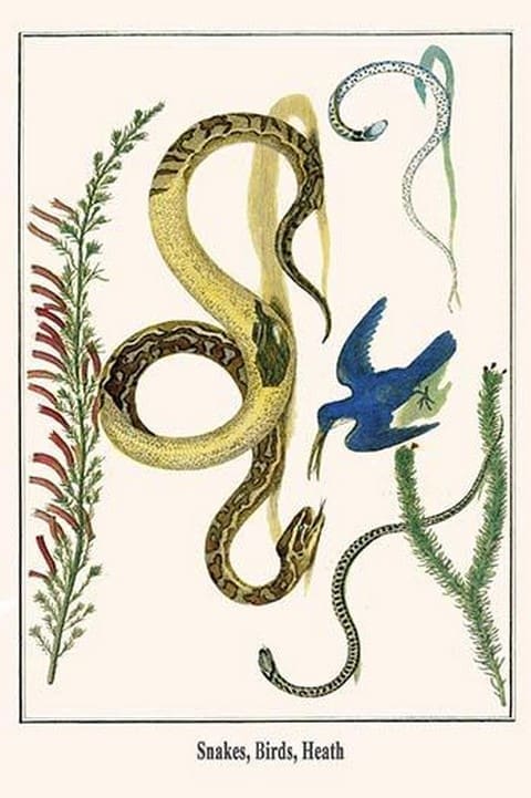 Snakes, Birds, Heath by Albertus Seba - High Quality Prints on Paper or ...