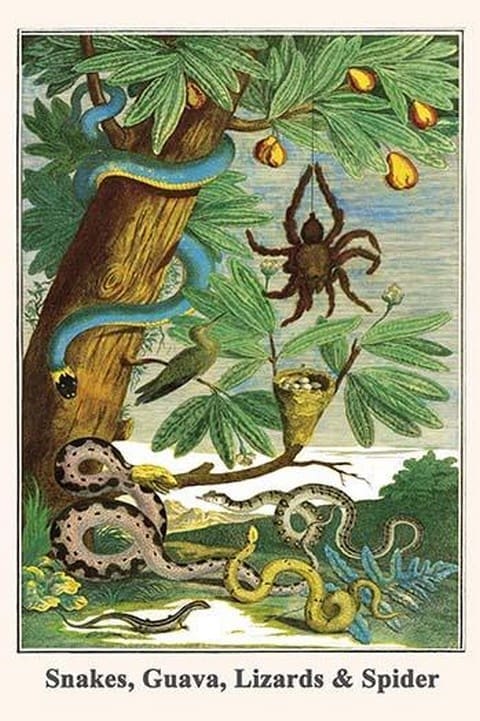Snakes, Guava, Lizards & Spider by Albertus Seba - Art Posters or ...