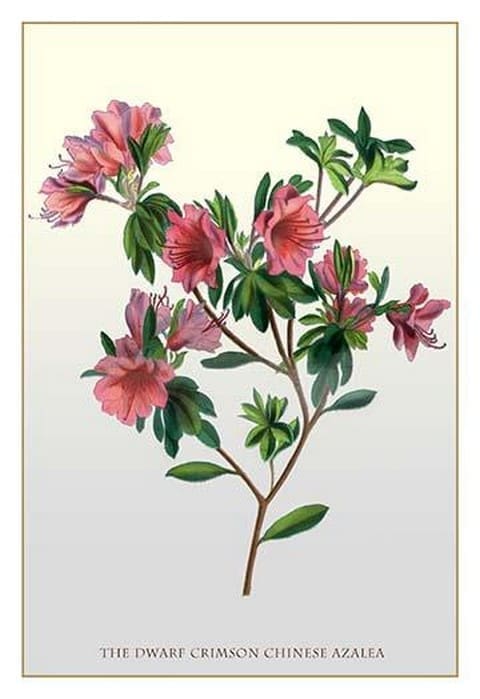 The Dwarf Crimson Chinese Azalea - High Quality Prints on Paper or ...