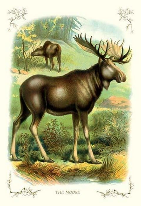 The Moose - Art Posters or Prints on Paper or Canvas - Vintage Image Shop