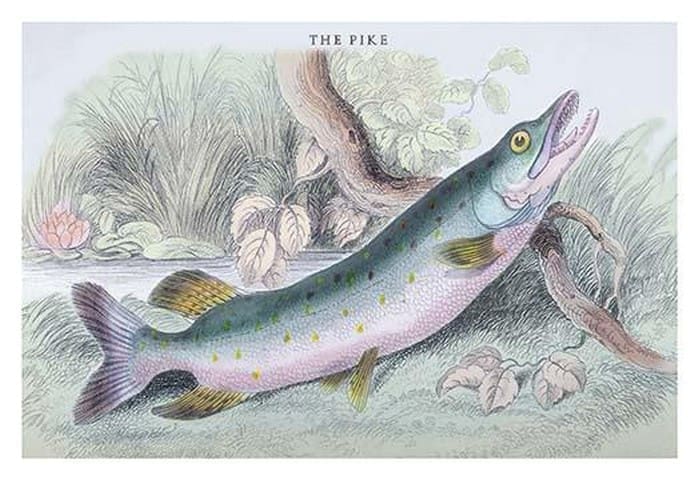 The Pike By Robert Hamilton - High Quality Prints On Paper Or Canvas ...