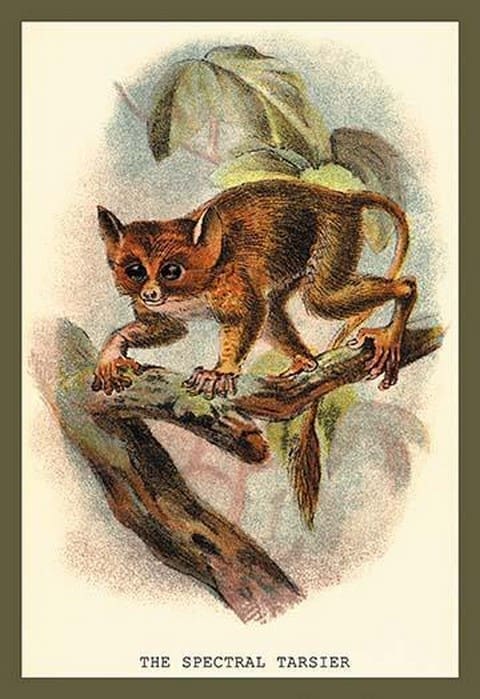 The Spectral Tarsier by Sir William Jardine - Art Posters or Prints on ...