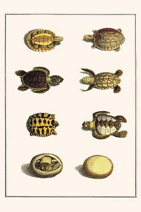 Three Keeled Land Tortoise, Star Tortoise, Green Turtles & Egg by ...