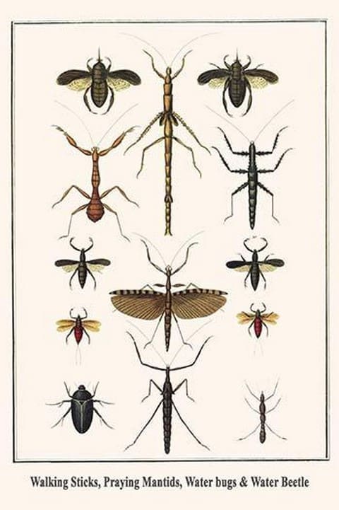 Walking Sticks, Praying Mantids, Water Bugs and Water Beetle By ...